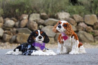 Cavalier King Charles Spaniels - HelloBricks